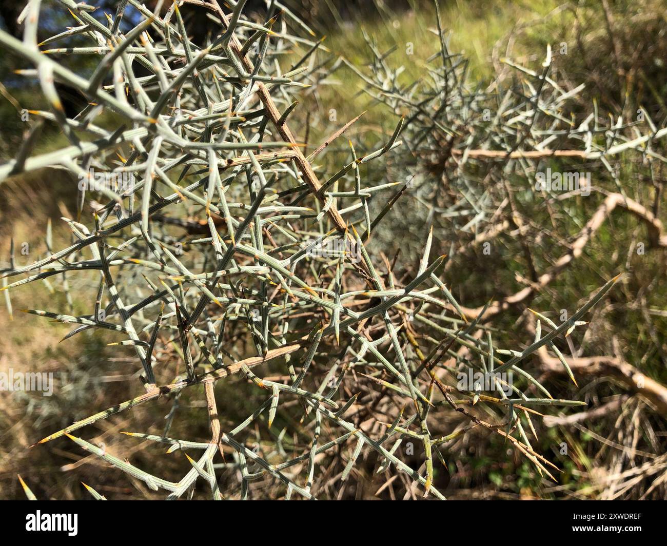 Scorpion Broom (Genista scorpius) Plantae Stock Photo - Alamy