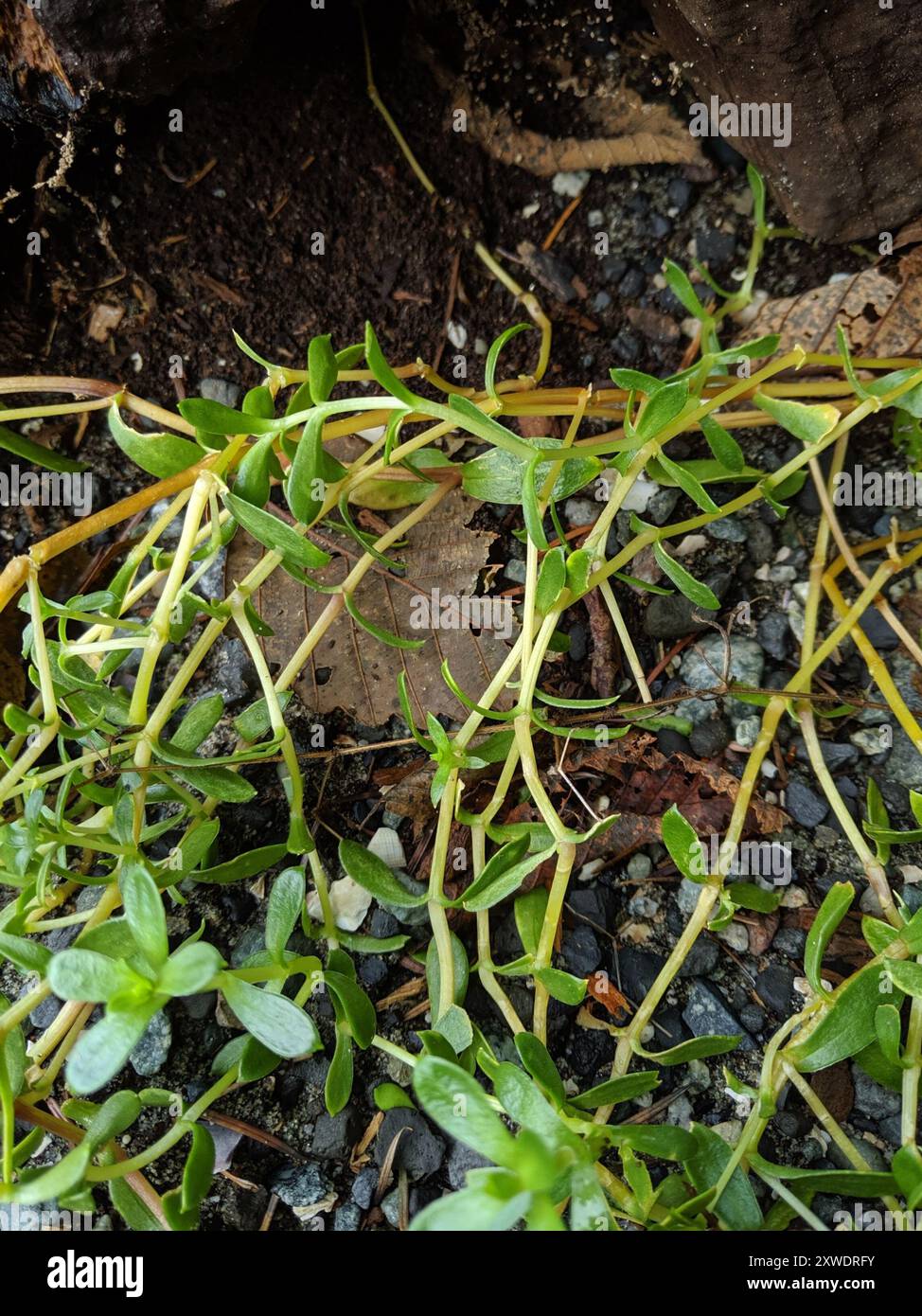 vascular plants (Tracheophyta) Plantae Stock Photo - Alamy