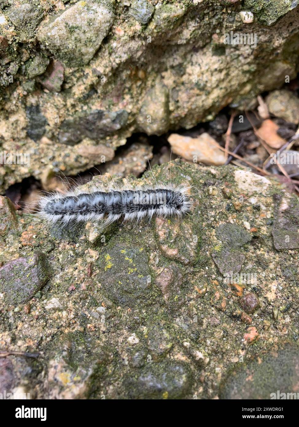 Walnut Caterpillar Moth (Datana integerrima) Insecta Stock Photo - Alamy