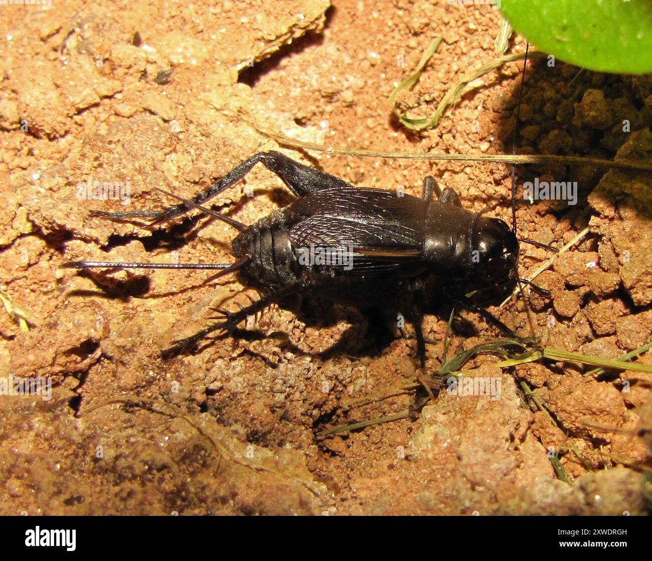 Fall Field Cricket (Gryllus pennsylvanicus) Insecta Stock Photo - Alamy
