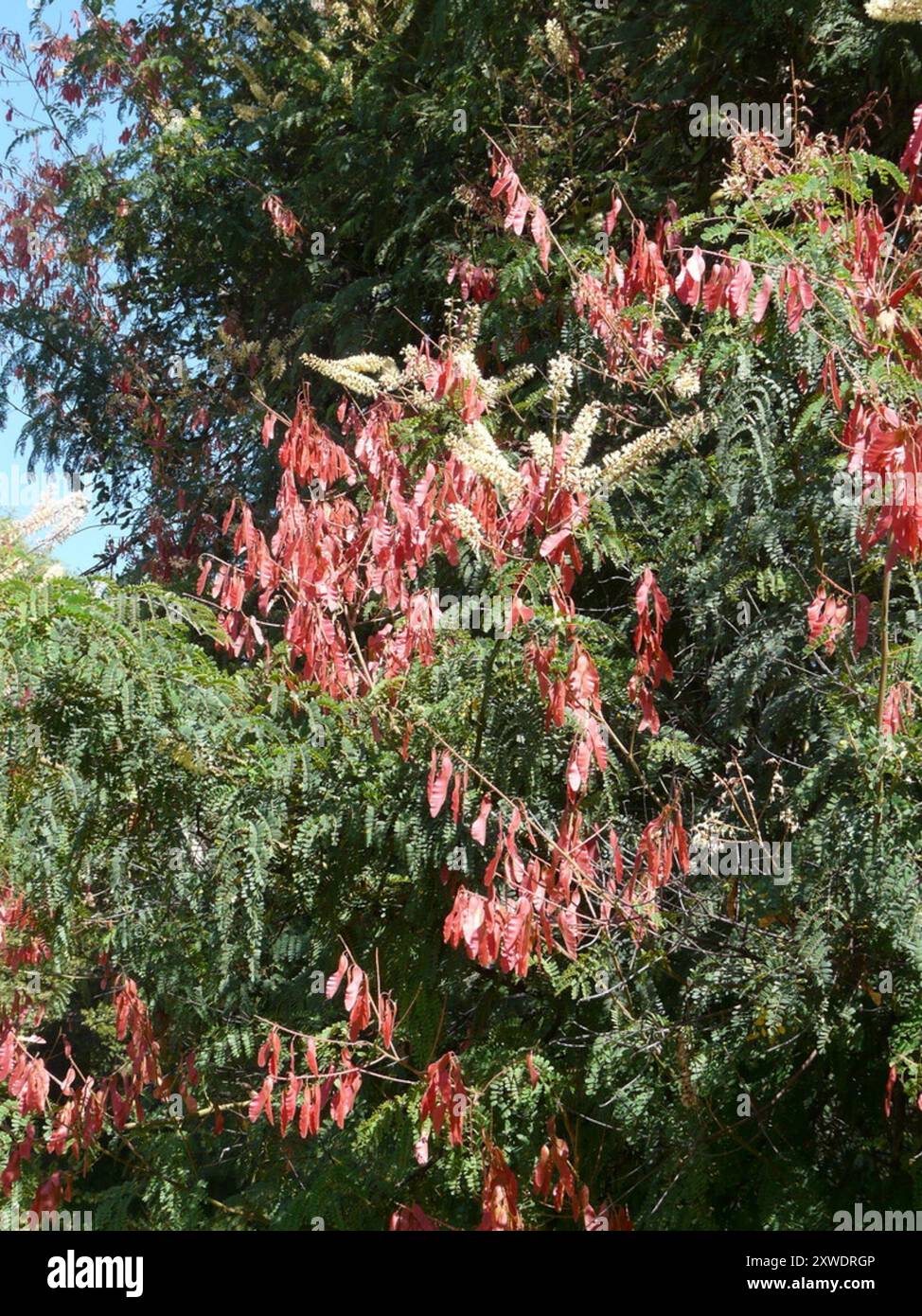 Pterolobium stellatum hi-res stock photography and images - Alamy