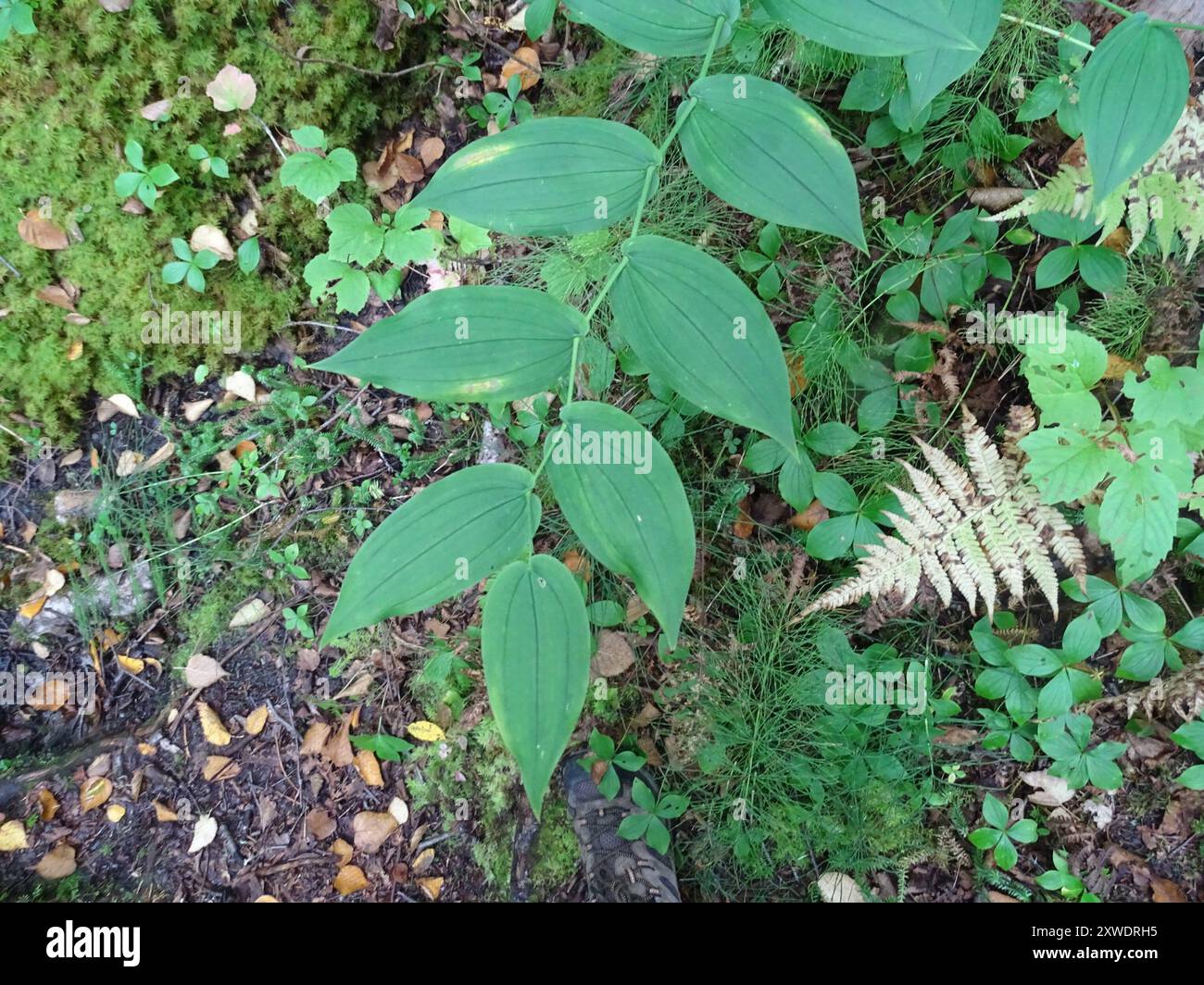 white twisted-stalk (Streptopus amplexifolius) Plantae Stock Photo - Alamy