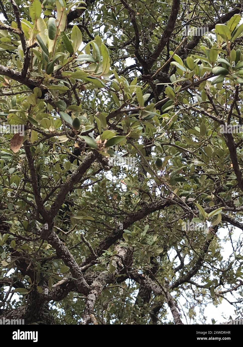 Texas live oak (Quercus fusiformis) Plantae Stock Photo - Alamy