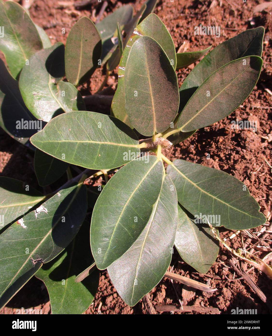 Common Wild Fig (Ficus burkei) Plantae Stock Photo - Alamy