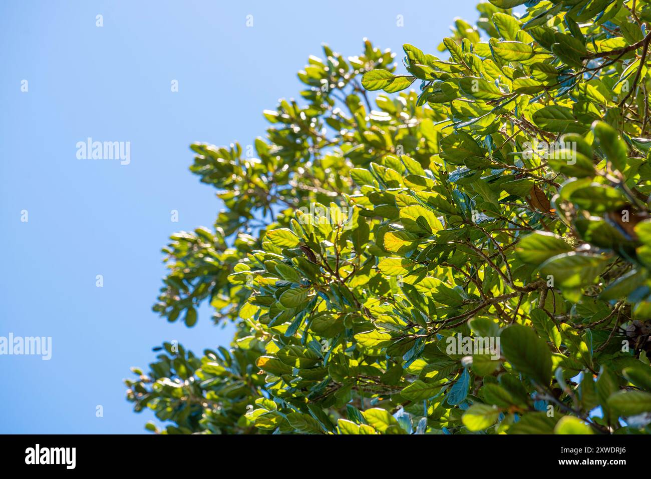 Beilschmiedia tarairi, commonly called Taraire tree is endemic to the ...