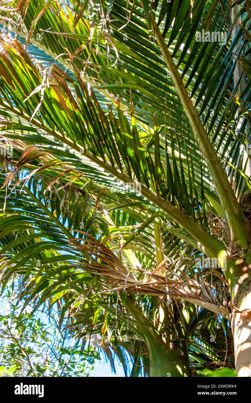 A New Zealand Nikau Palm (Rhopalostylis sapida) is unique to New ...