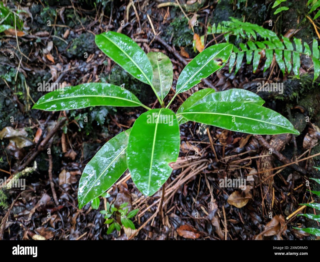 flowering plants (Angiospermae) Plantae Stock Photo - Alamy