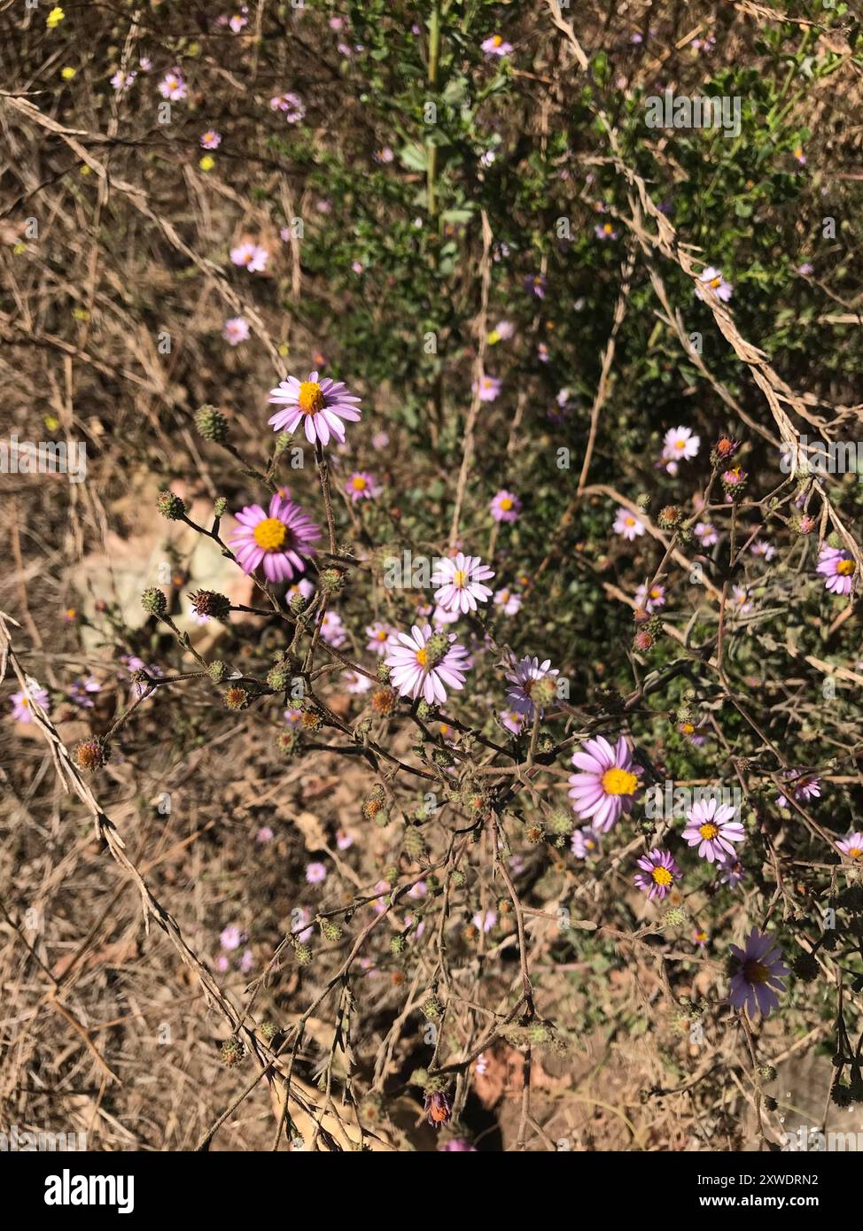 California Aster (Corethrogyne filaginifolia) Plantae Stock Photo - Alamy
