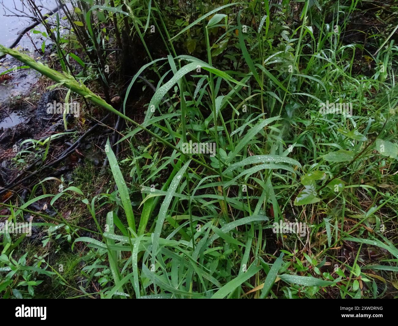 rice cutgrass (Leersia oryzoides) Plantae Stock Photo - Alamy