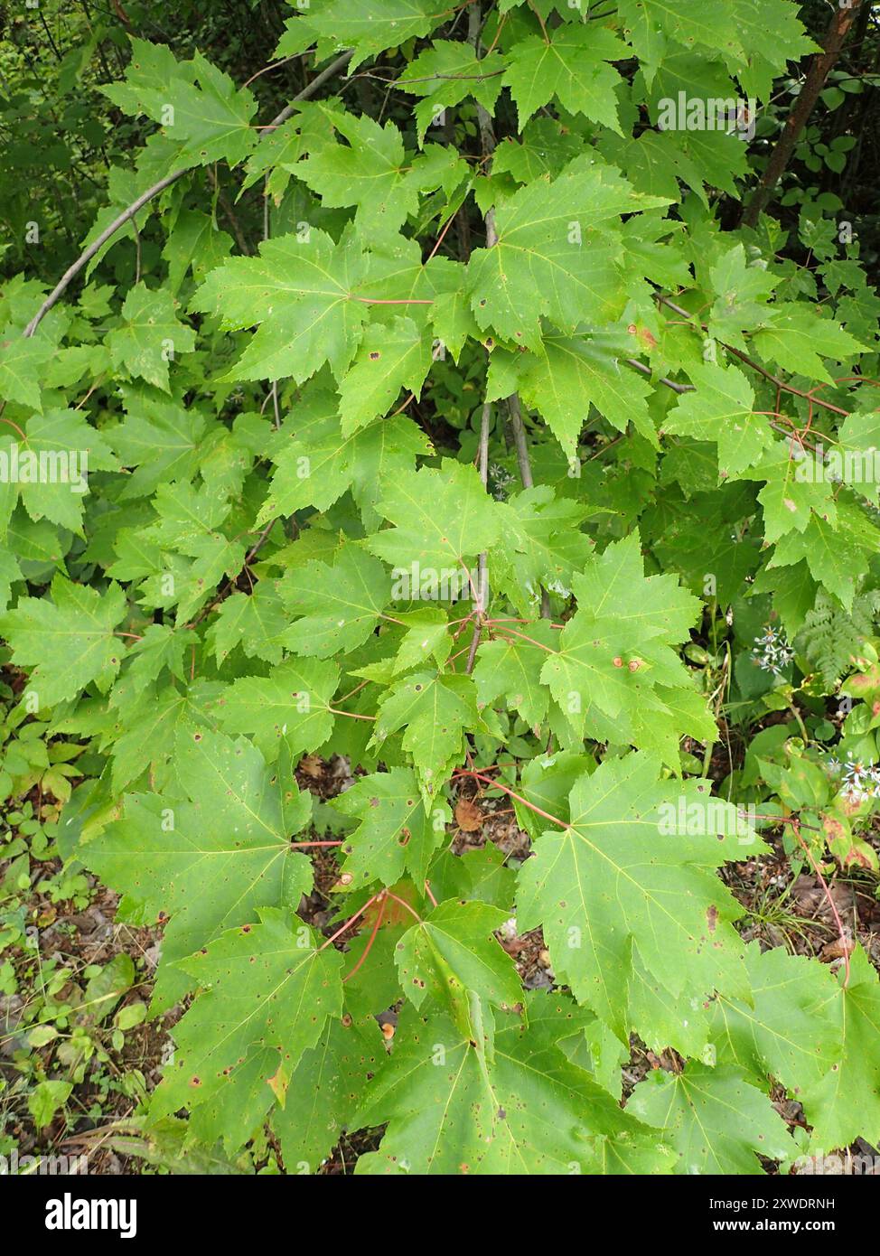 red maple (Acer rubrum) Plantae Stock Photo - Alamy