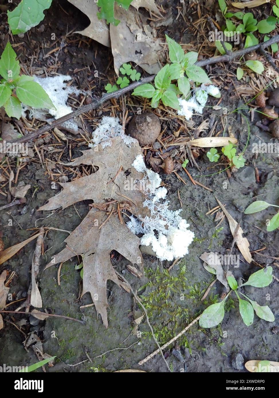 Dog Sick Slime Mould (Didymium spongiosum) Protozoa Stock Photo - Alamy