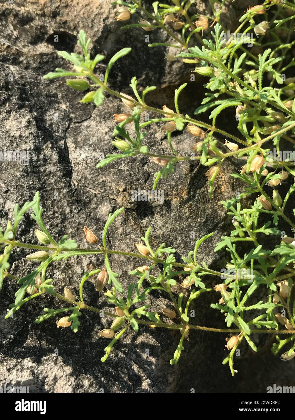 Obi-Wan conobea (Leucospora multifida) Plantae Stock Photo - Alamy