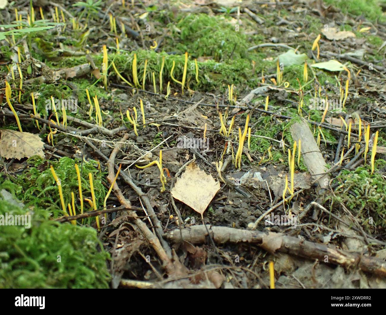 antler and spindle fungi (Clavariaceae) Fungi Stock Photo - Alamy