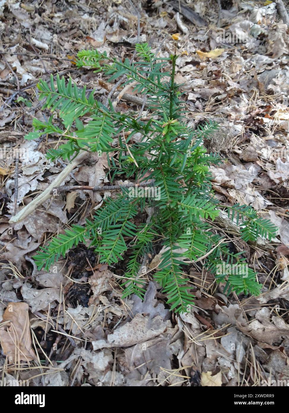 common yew (Taxus baccata) Plantae Stock Photo - Alamy