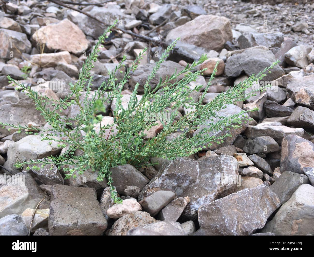 Smartweed Leafflower (Phyllanthus polygonoides) Plantae Stock Photo - Alamy
