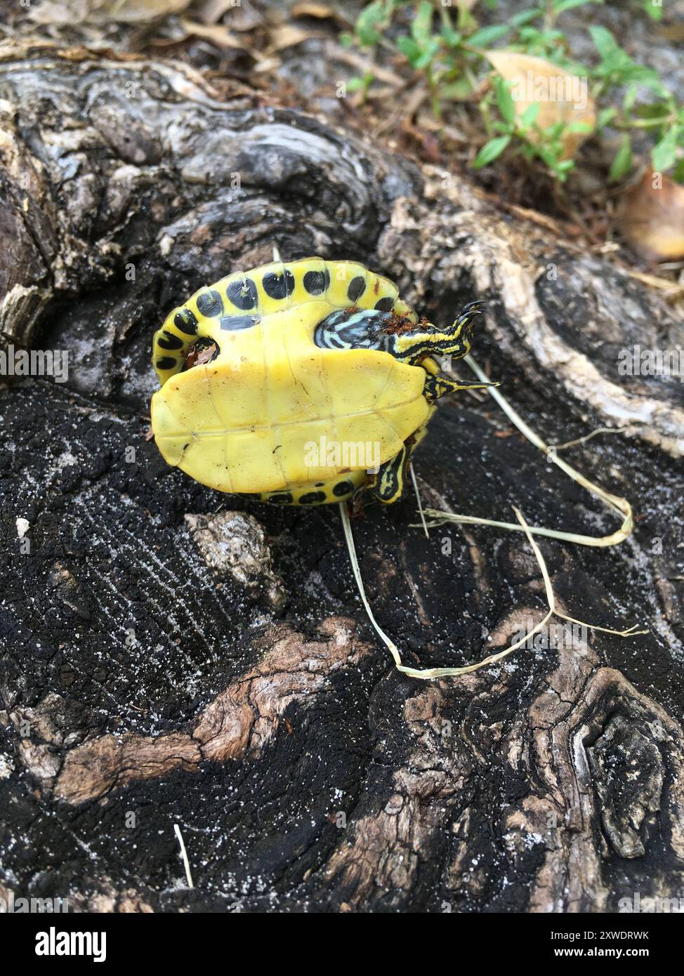 Peninsular Cooter (Pseudemys peninsularis) Reptilia Stock Photo - Alamy