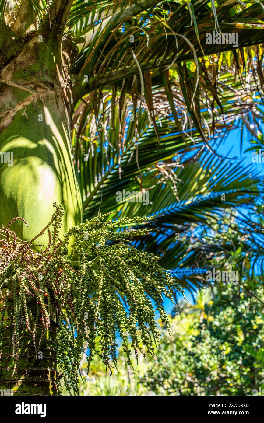 A New Zealand Nikau Palm (Rhopalostylis sapida) is unique to New ...