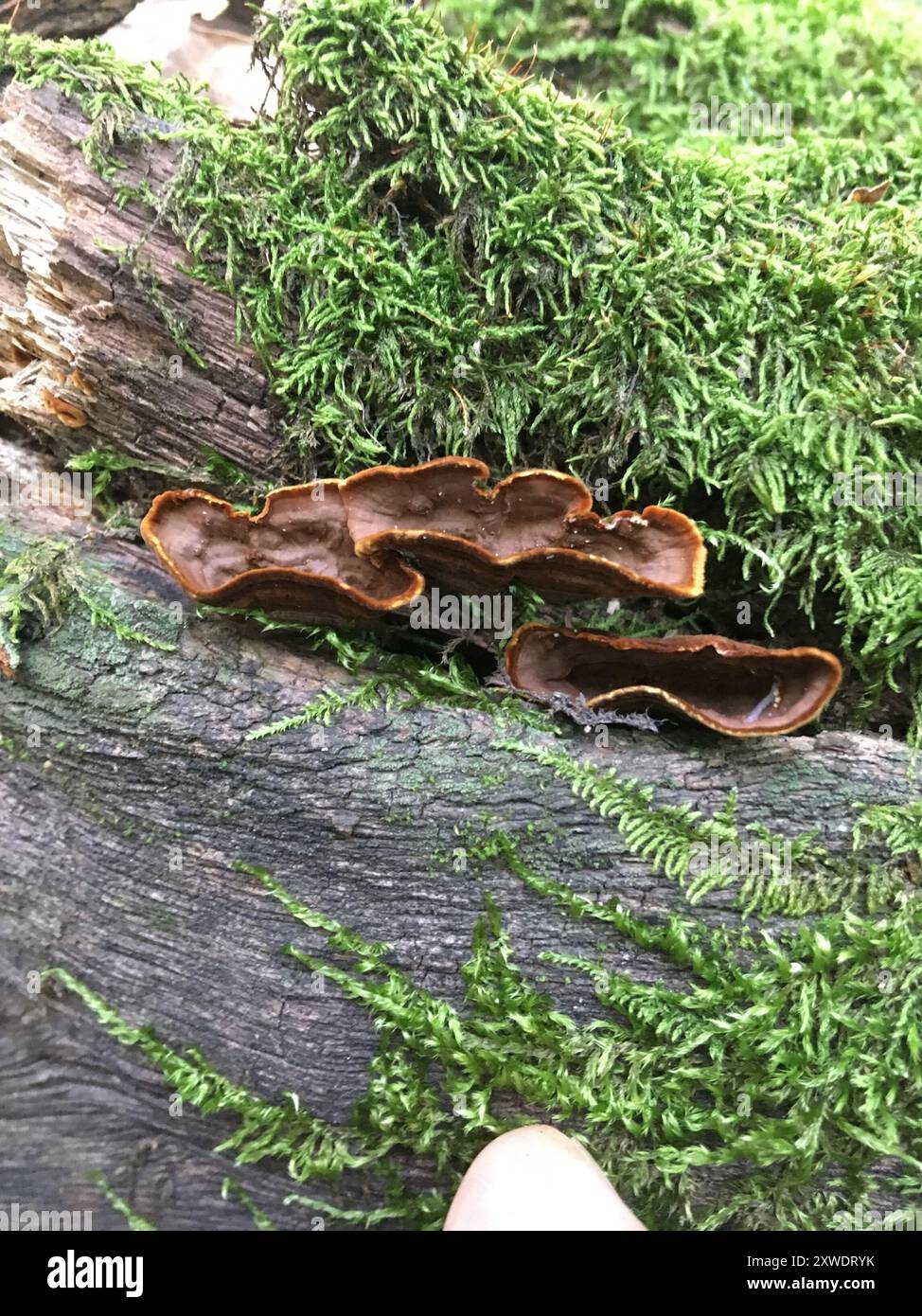 Oak curtain crust fungus hi-res stock photography and images - Alamy