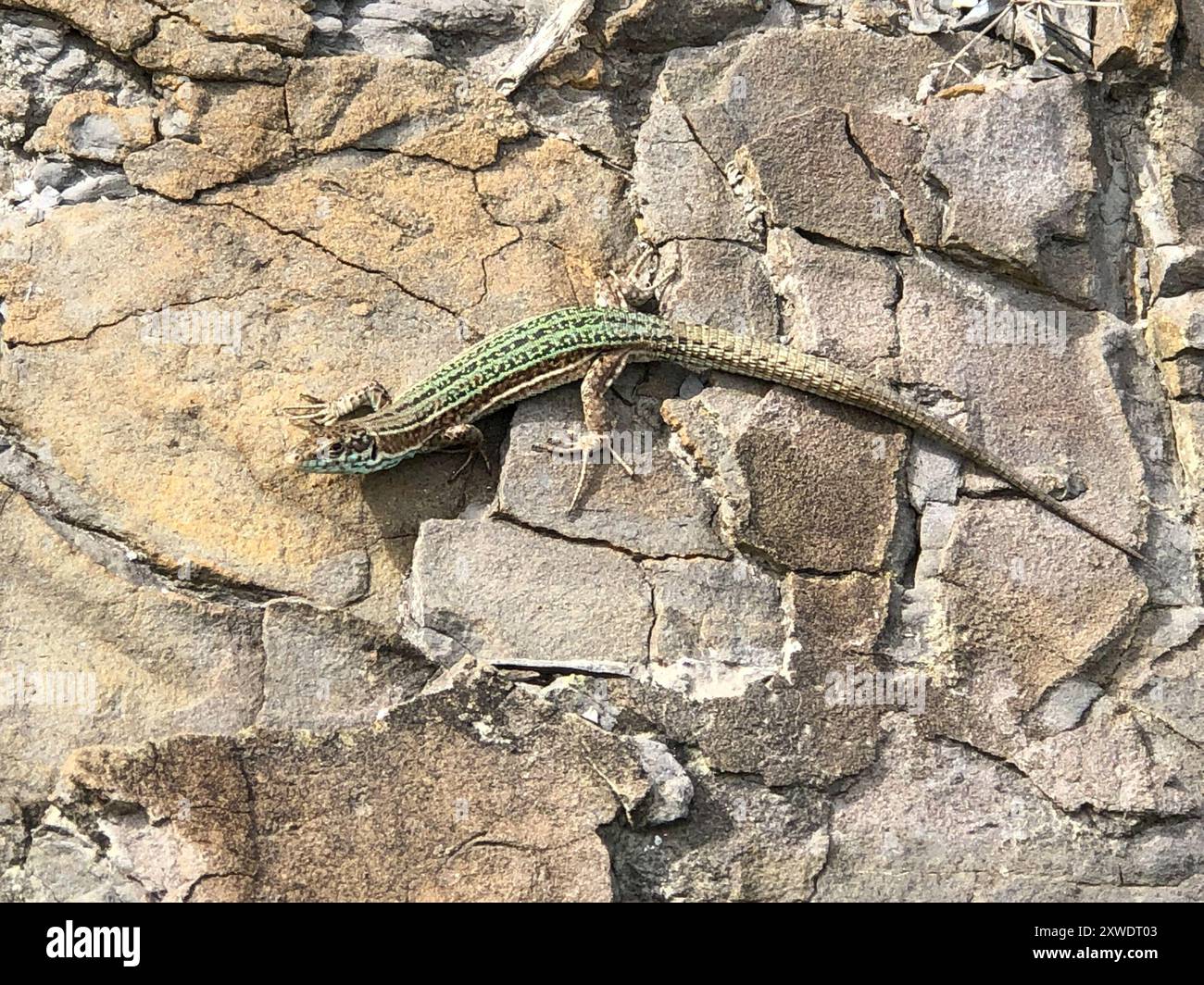 Ibiza wall lizard podarcis pityusensis hi-res stock photography and ...