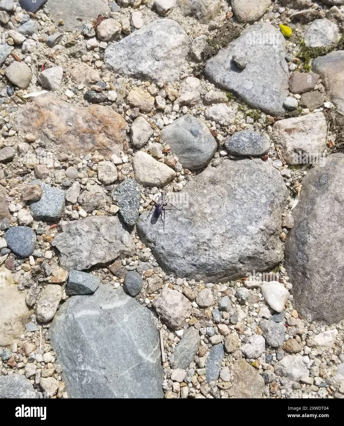 Spider Wasps (Pompilidae) Insecta Stock Photo - Alamy