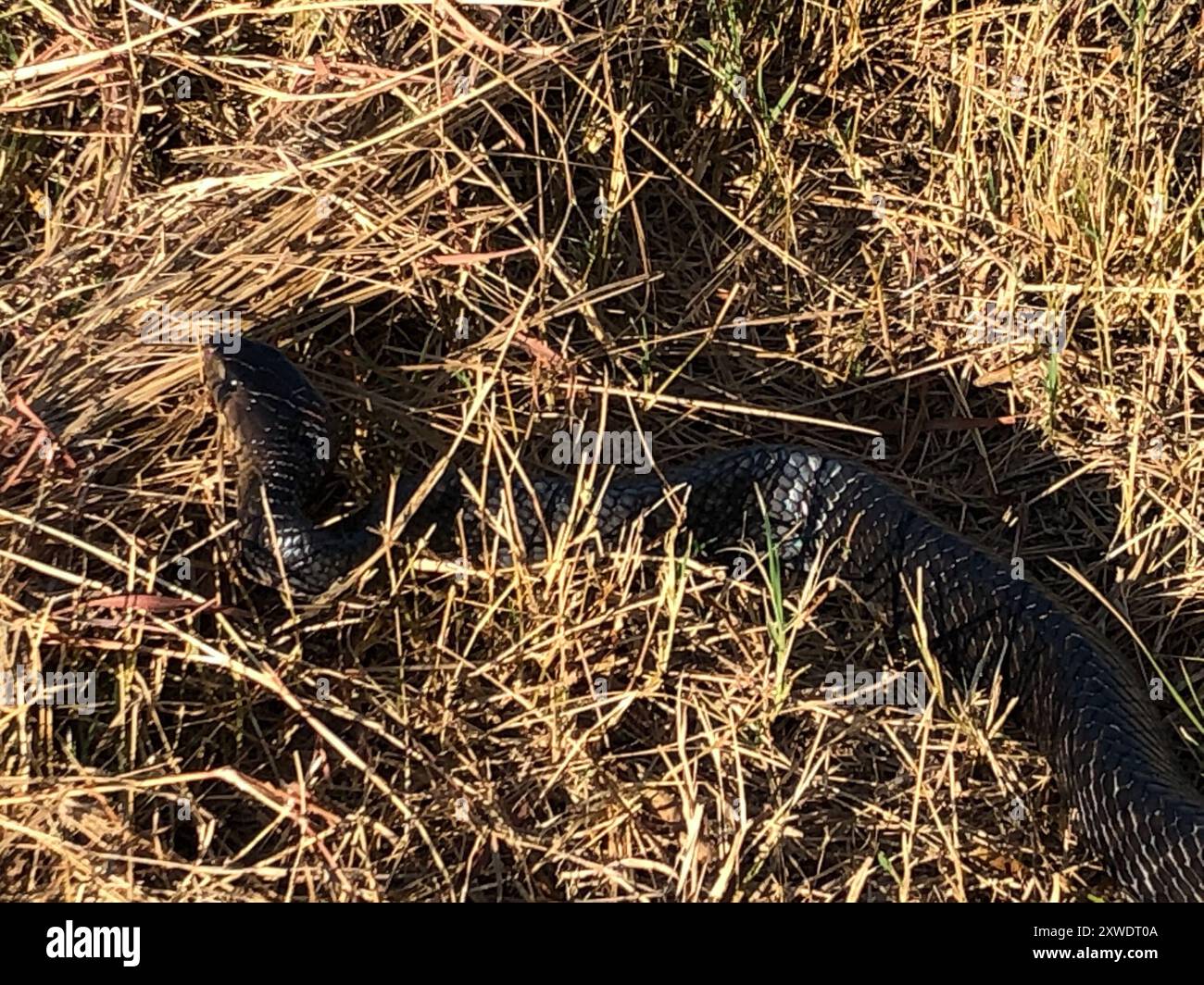 Texas Indigo Snake (Drymarchon melanurus erebennus) Reptilia Stock ...