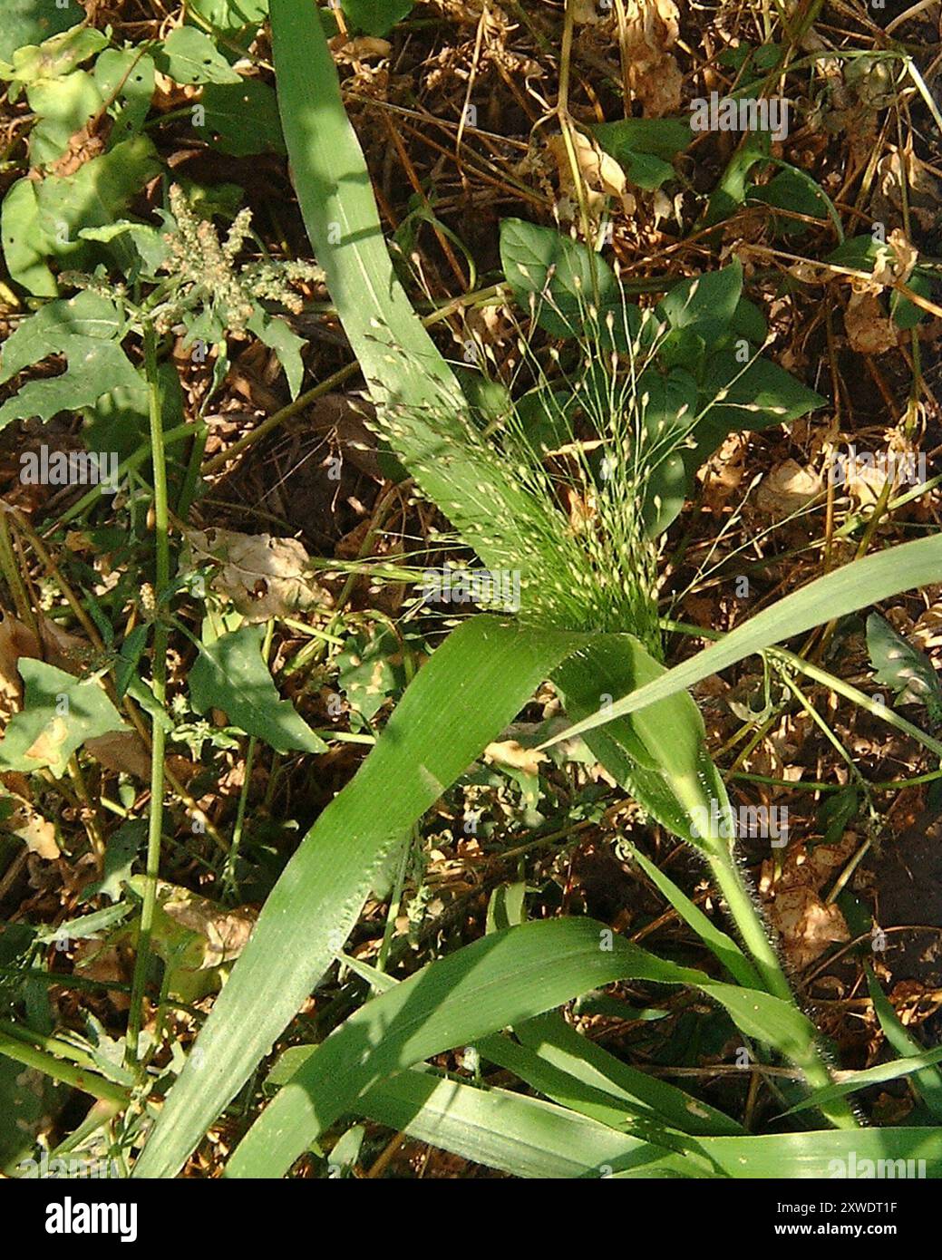 witch grass (Panicum capillare) Plantae Stock Photo - Alamy