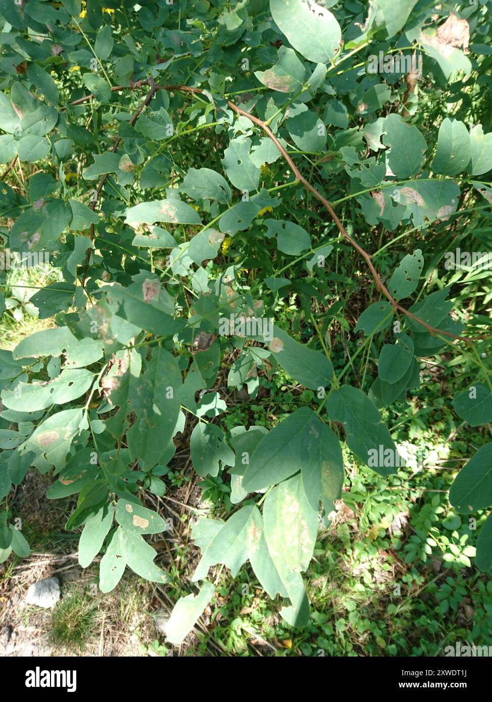 black locust (Robinia pseudoacacia) Plantae Stock Photo - Alamy