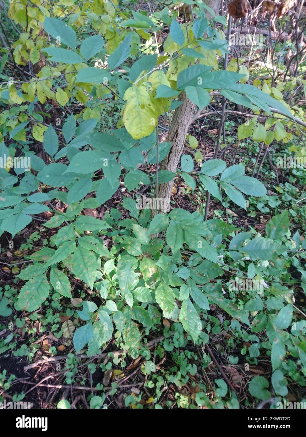 ashes (Fraxinus) Plantae Stock Photo - Alamy