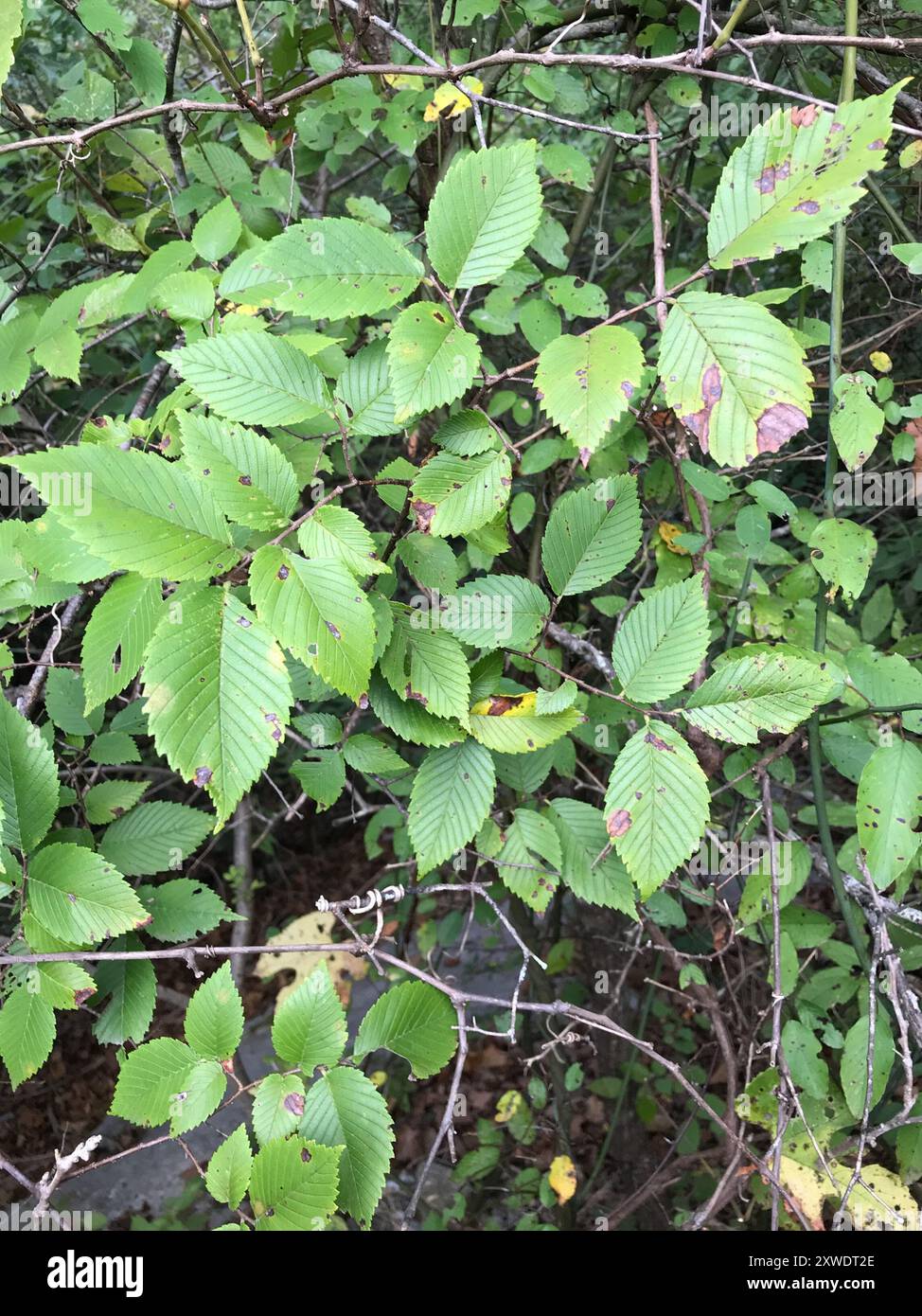 American elm (Ulmus americana) Plantae Stock Photo - Alamy