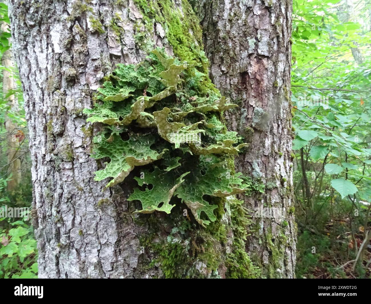 Tree Lungwort (Lobaria pulmonaria) Fungi Stock Photo - Alamy