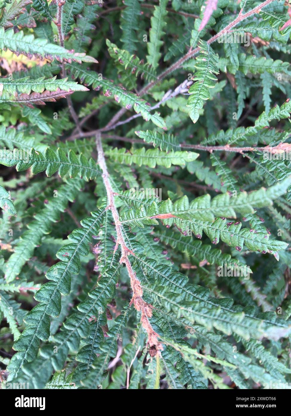 sweetfern (Comptonia peregrina) Plantae Stock Photo - Alamy