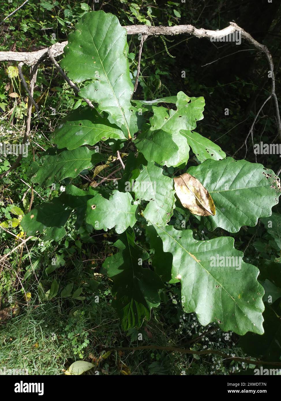 swamp white oak (Quercus bicolor) Plantae Stock Photo - Alamy