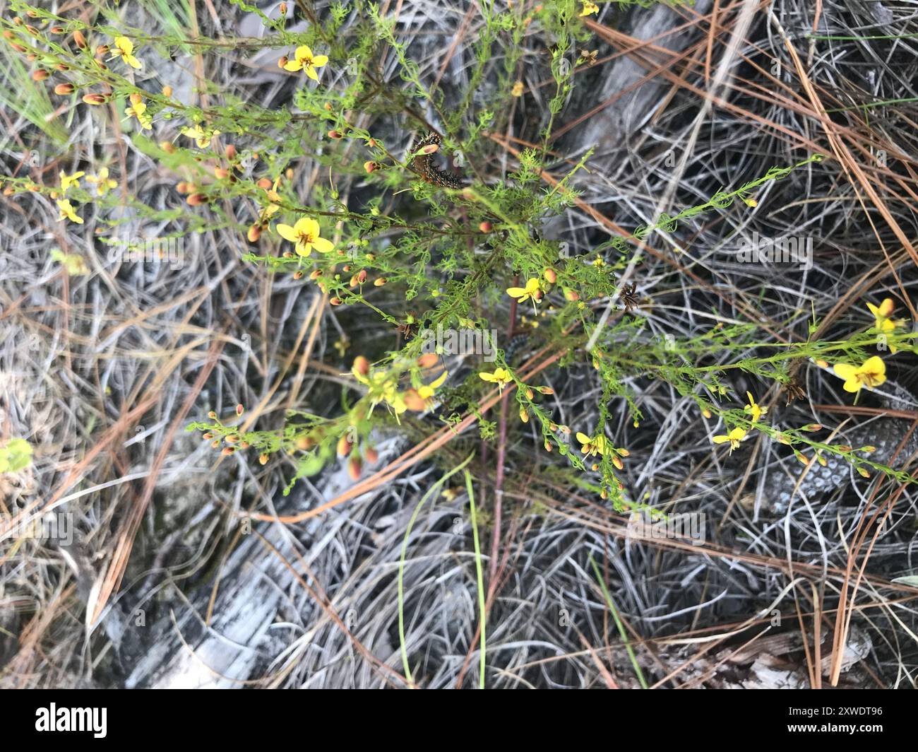 Yaupon Blacksenna (Seymeria cassioides) Plantae Stock Photo - Alamy