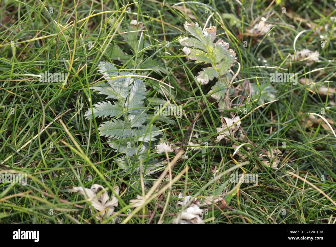 common silverweed (Argentina anserina) Plantae Stock Photo - Alamy