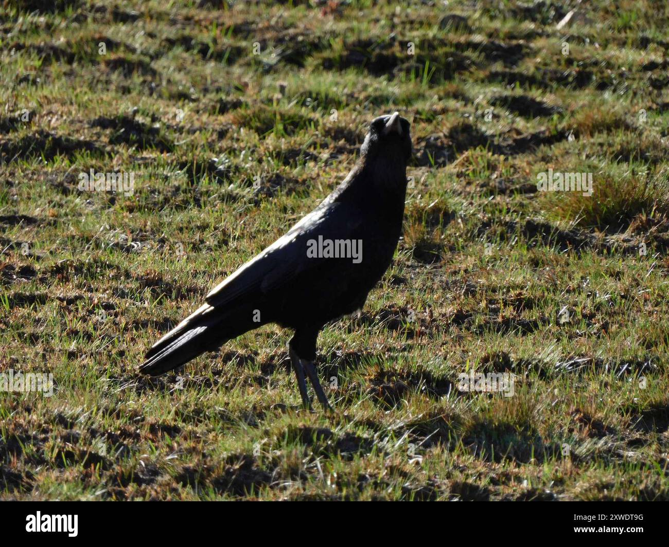 Cape Crow (Corvus capensis) Aves Stock Photo - Alamy