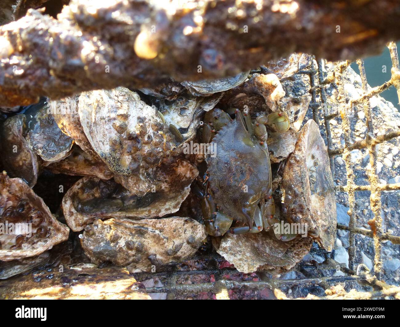 Hooked Mussel (Ischadium recurvum) Mollusca Stock Photo - Alamy