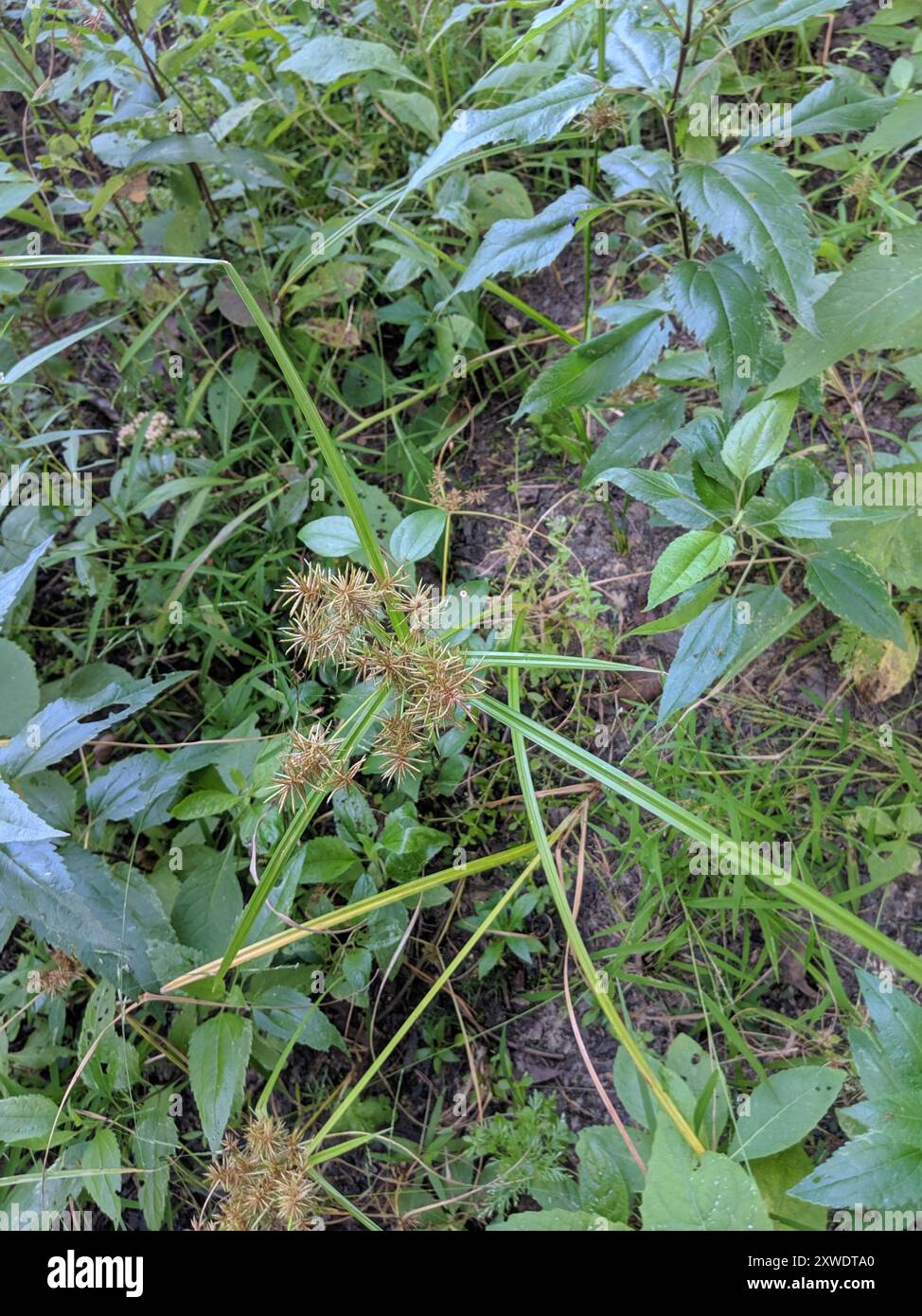 Fragrant flatsedge (Cyperus odoratus) Plantae Stock Photo - Alamy