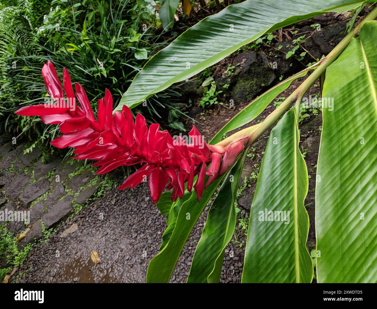 Red Ginger (Alpinia purpurata) Plantae Stock Photo - Alamy