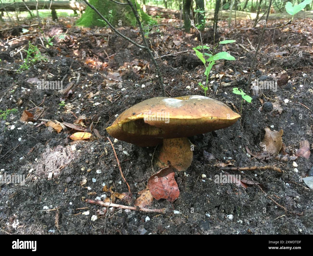 boletes (Boletaceae) Fungi Stock Photo - Alamy