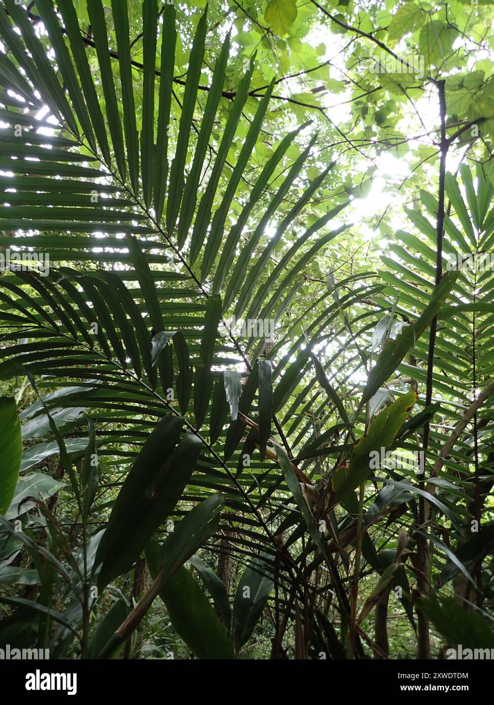 Arenga Palm (Arenga engleri) Plantae Stock Photo - Alamy