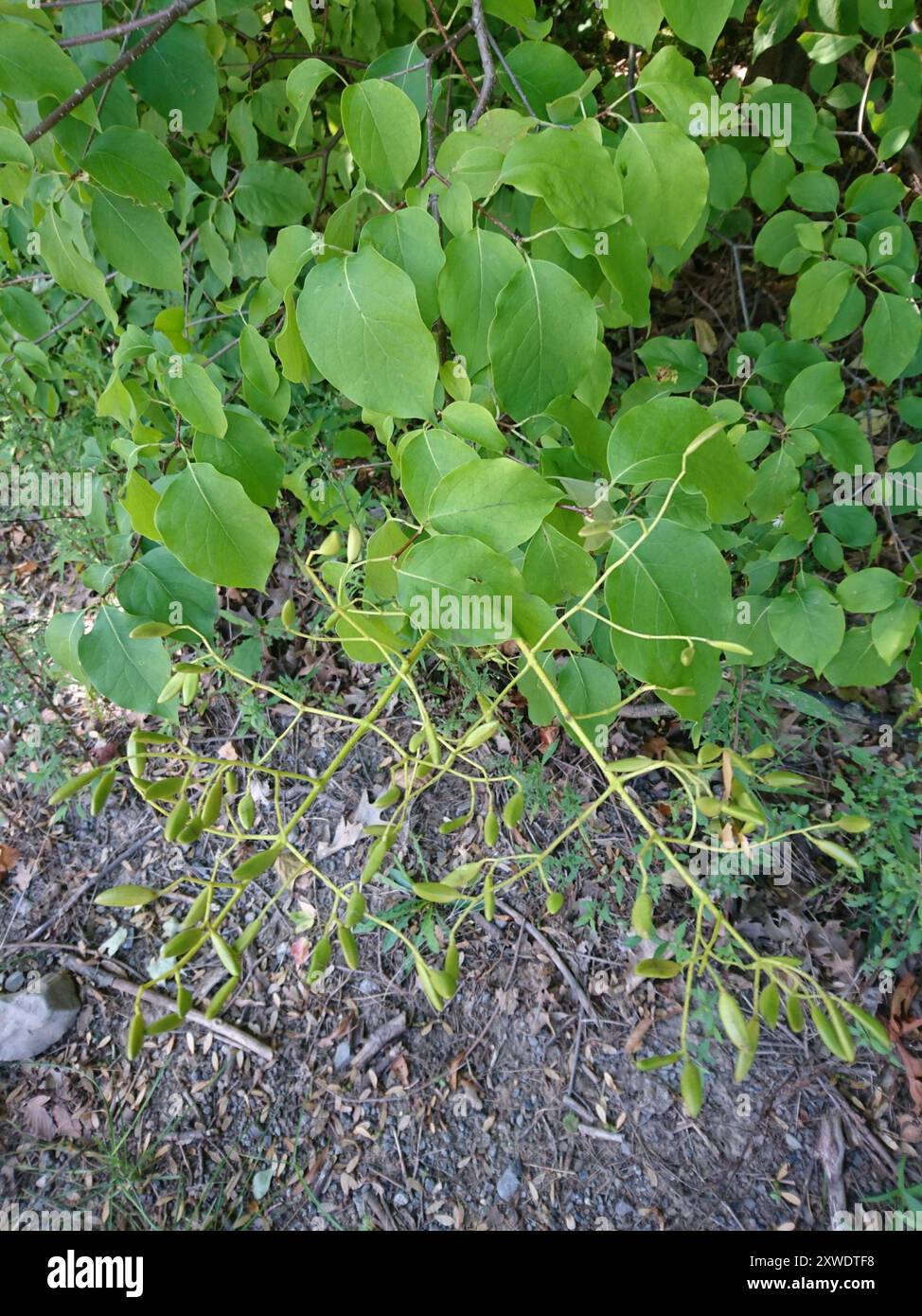 Japanese Tree Lilac (Syringa reticulata) Plantae Stock Photo - Alamy