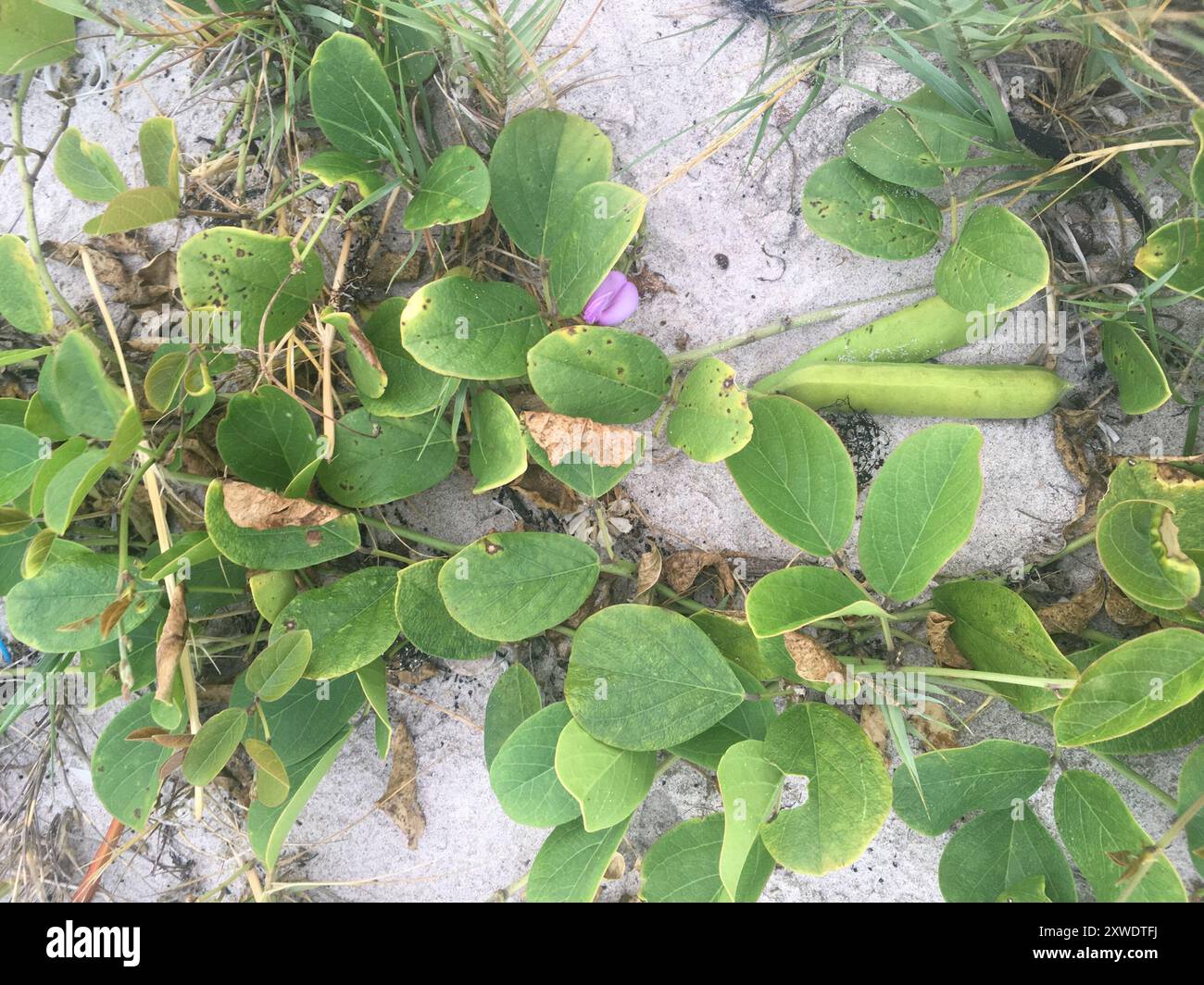 Beach Bean (Canavalia rosea) Plantae Stock Photo - Alamy