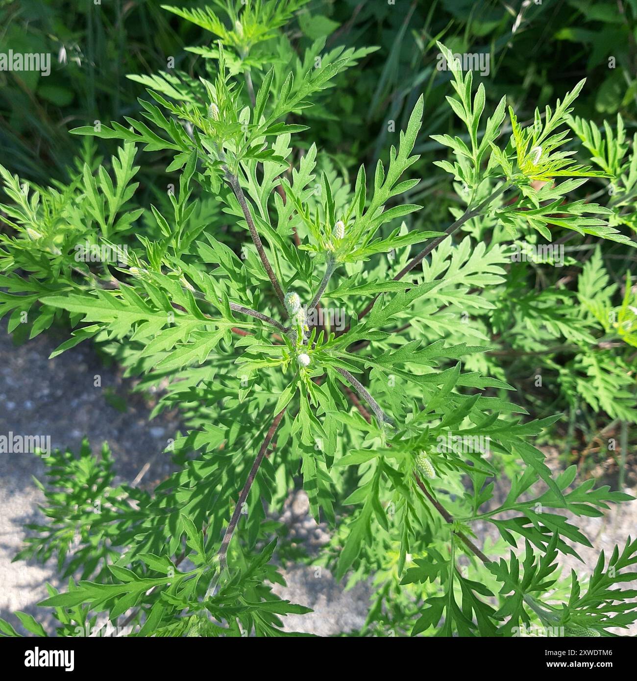 common ragweed (Ambrosia artemisiifolia) Plantae Stock Photo - Alamy