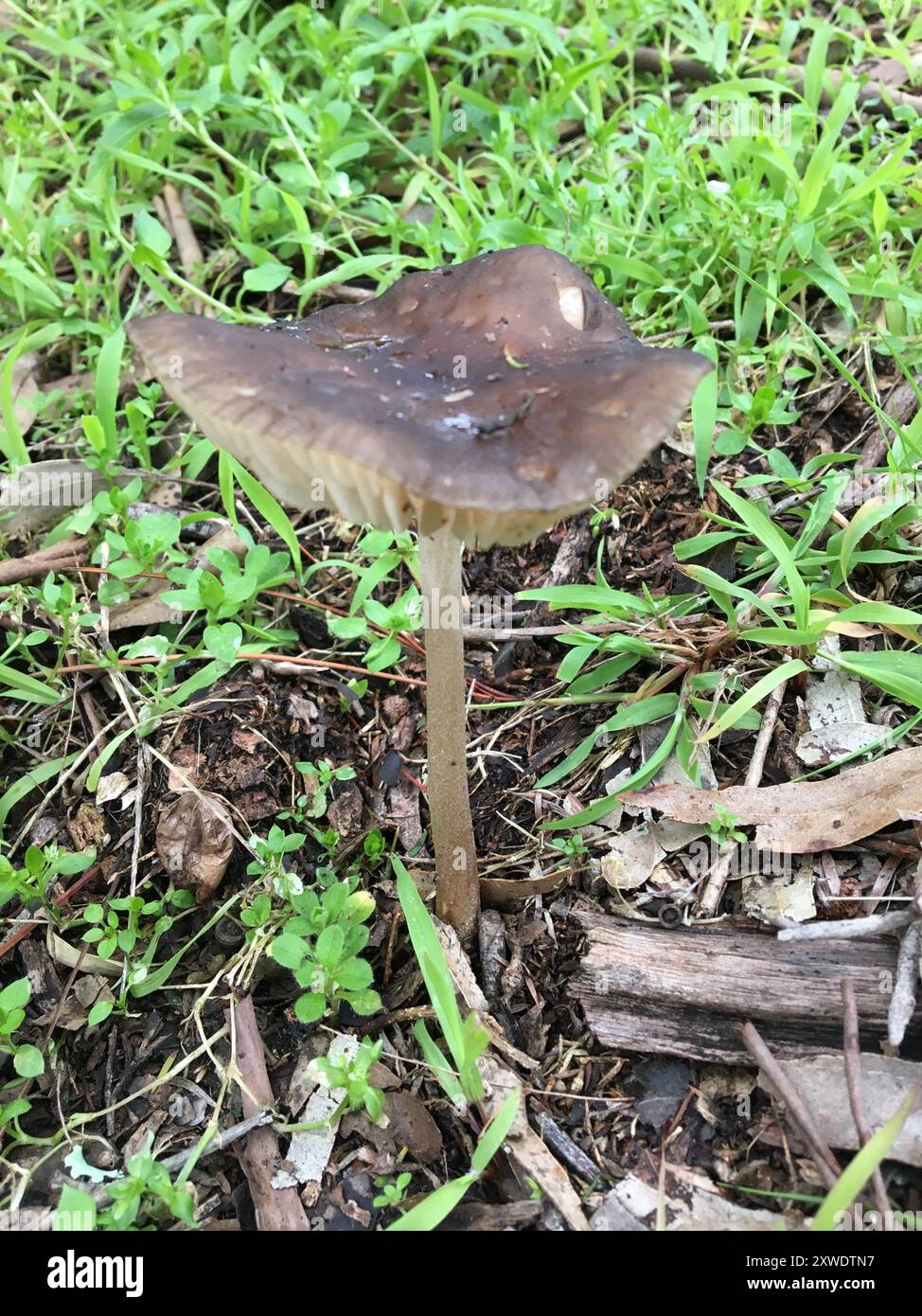 (Oudemansiella gigaspora) Fungi Stock Photo - Alamy
