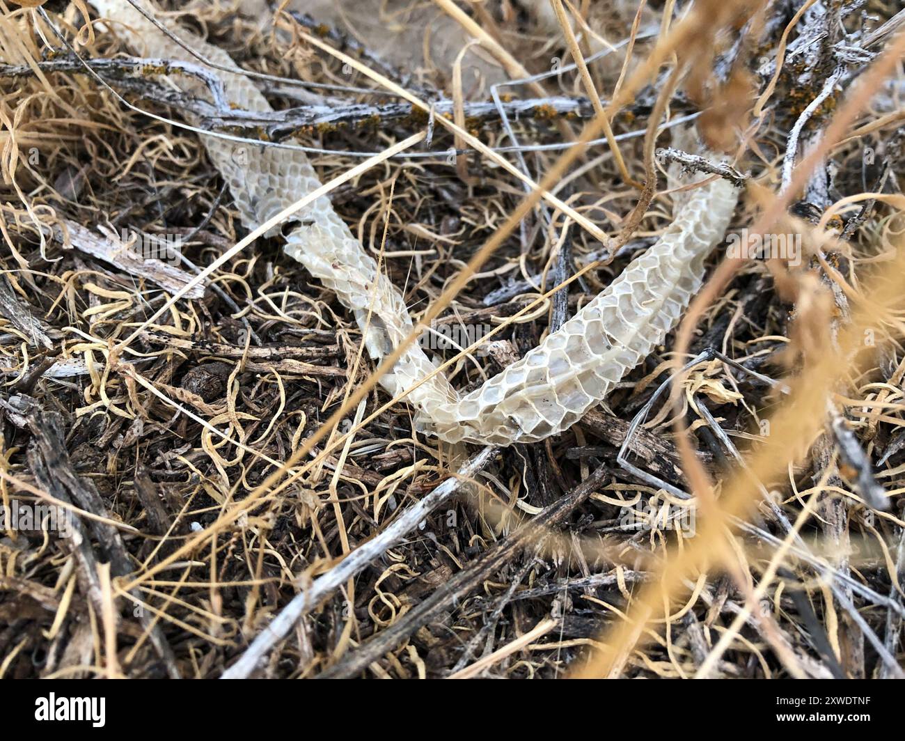 Colubrine snakes hi-res stock photography and images - Alamy