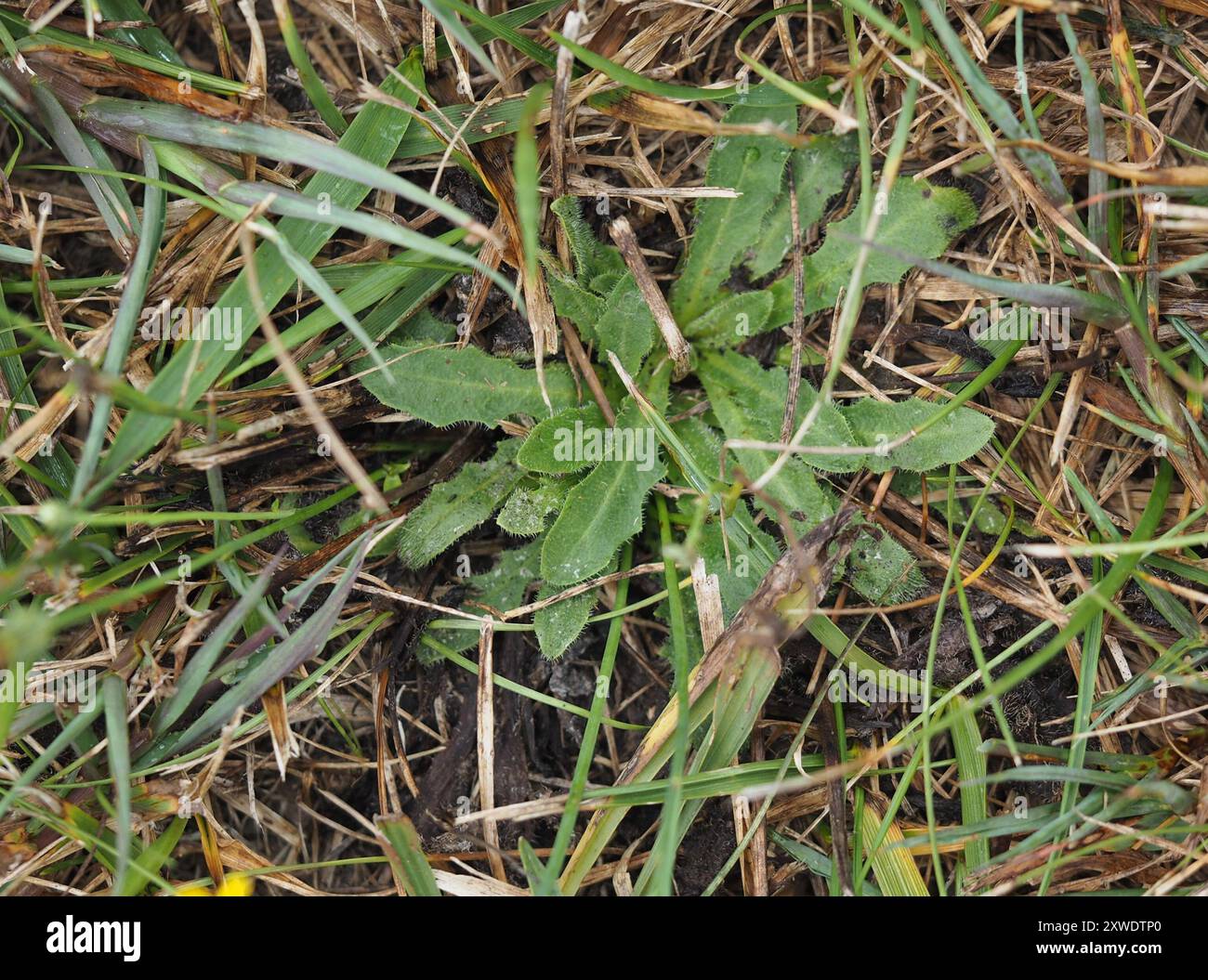 Common Cat's-ear (Hypochaeris radicata) Plantae Stock Photo - Alamy