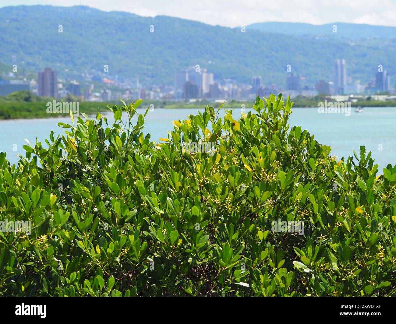 (Kandelia obovata) Plantae Stock Photo - Alamy