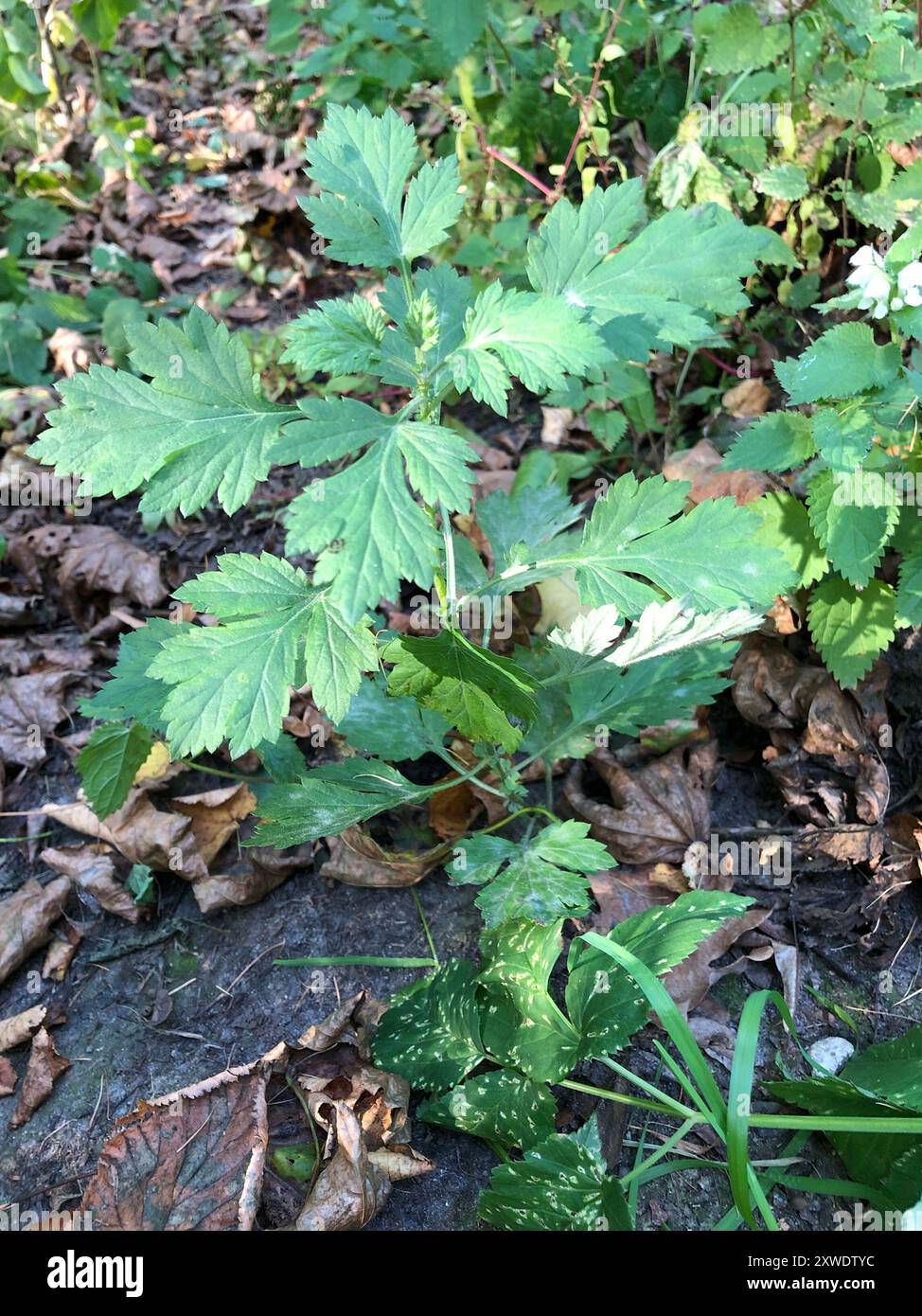 common mugwort (Artemisia vulgaris) Plantae Stock Photo - Alamy