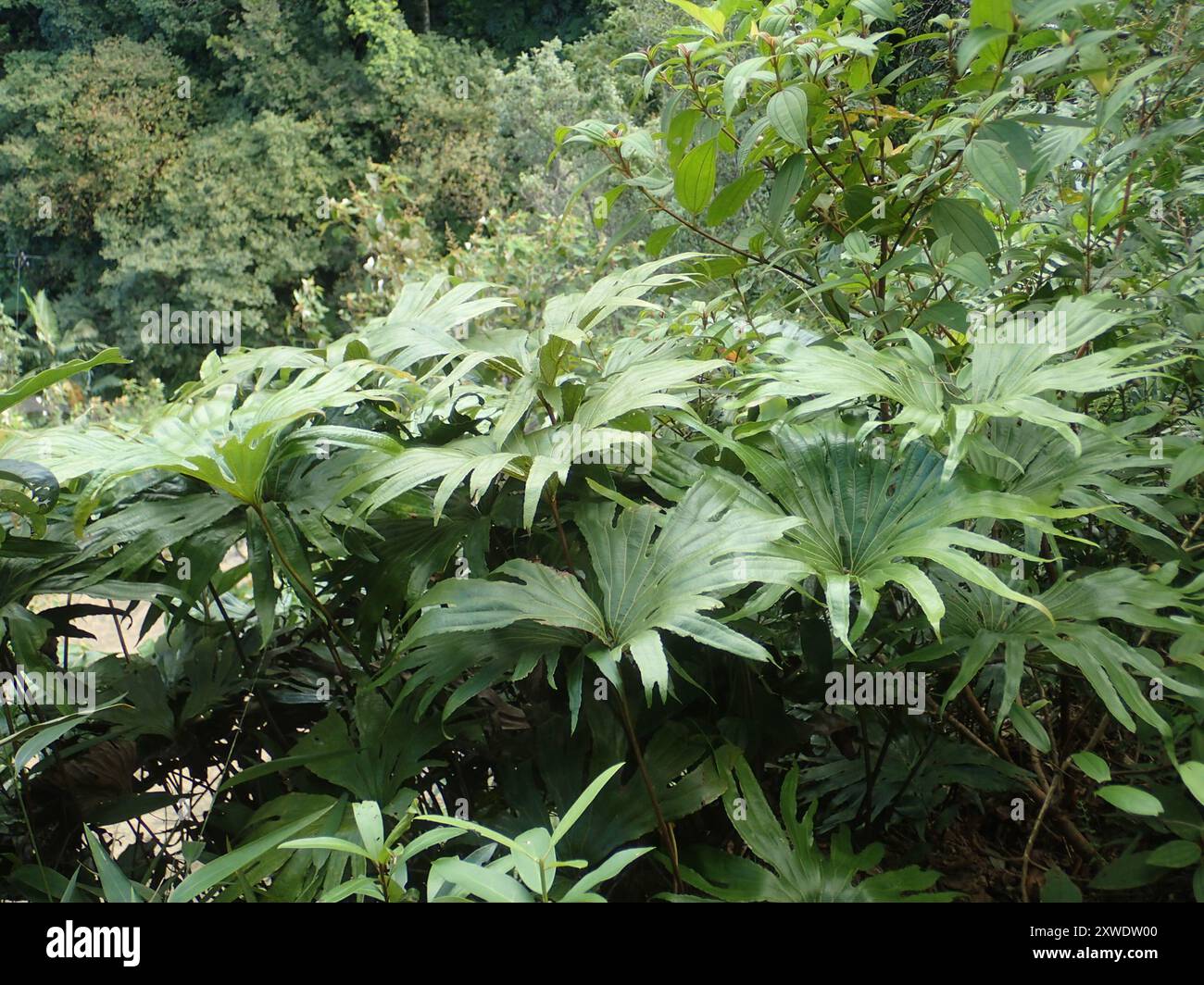 Dipteris fern hi-res stock photography and images - Alamy