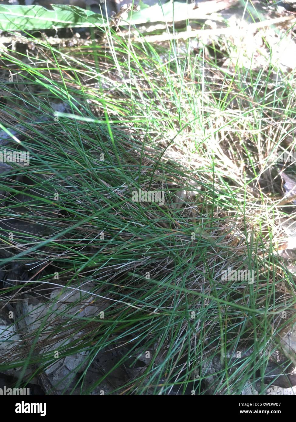 red fescue (Festuca rubra) Plantae Stock Photo - Alamy